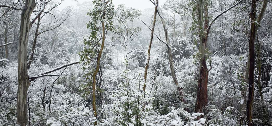 Tasmanian Winter Walks - Guided 8 Day Overland Track Adventure