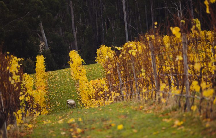 Bruny Island Long Weekend + Fat Pig Farm Feast